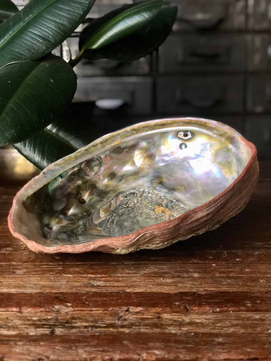 Large, Natural Abalone Shell – Dandy
