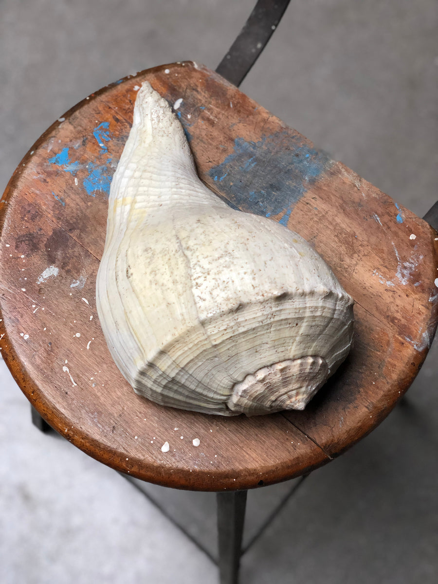 Large Shell – Dandy