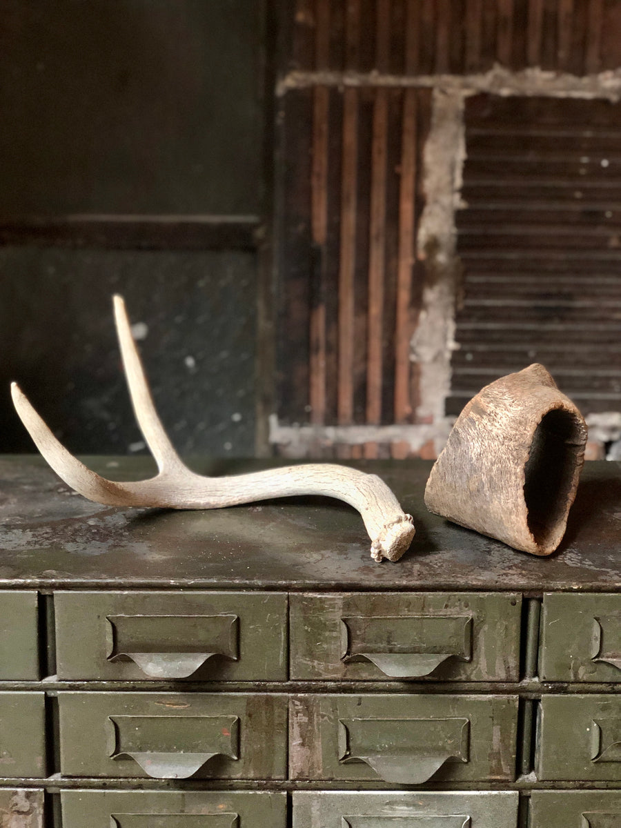 Bone Decor Set (2) – Dandy
